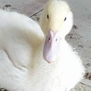 The Internet Has Fallen in Love With a Duckling Called Clover - ZergNet